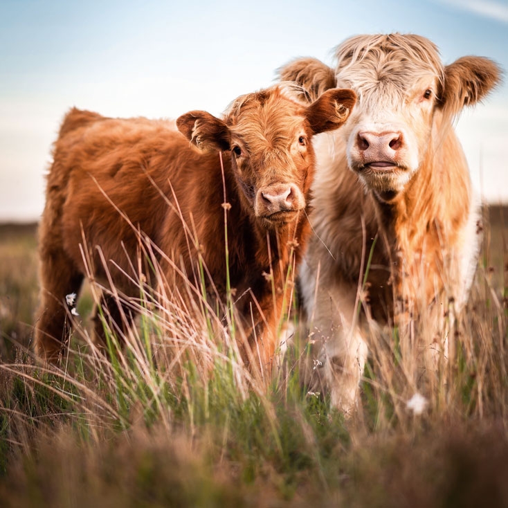 Photographic : Abacus Cards Ltd